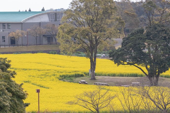 鹿児島市都市農業センターの菜の花畑で春の訪れを堪能! 鹿児島市都市農業センターの菜の花畑で春の訪れを堪能!